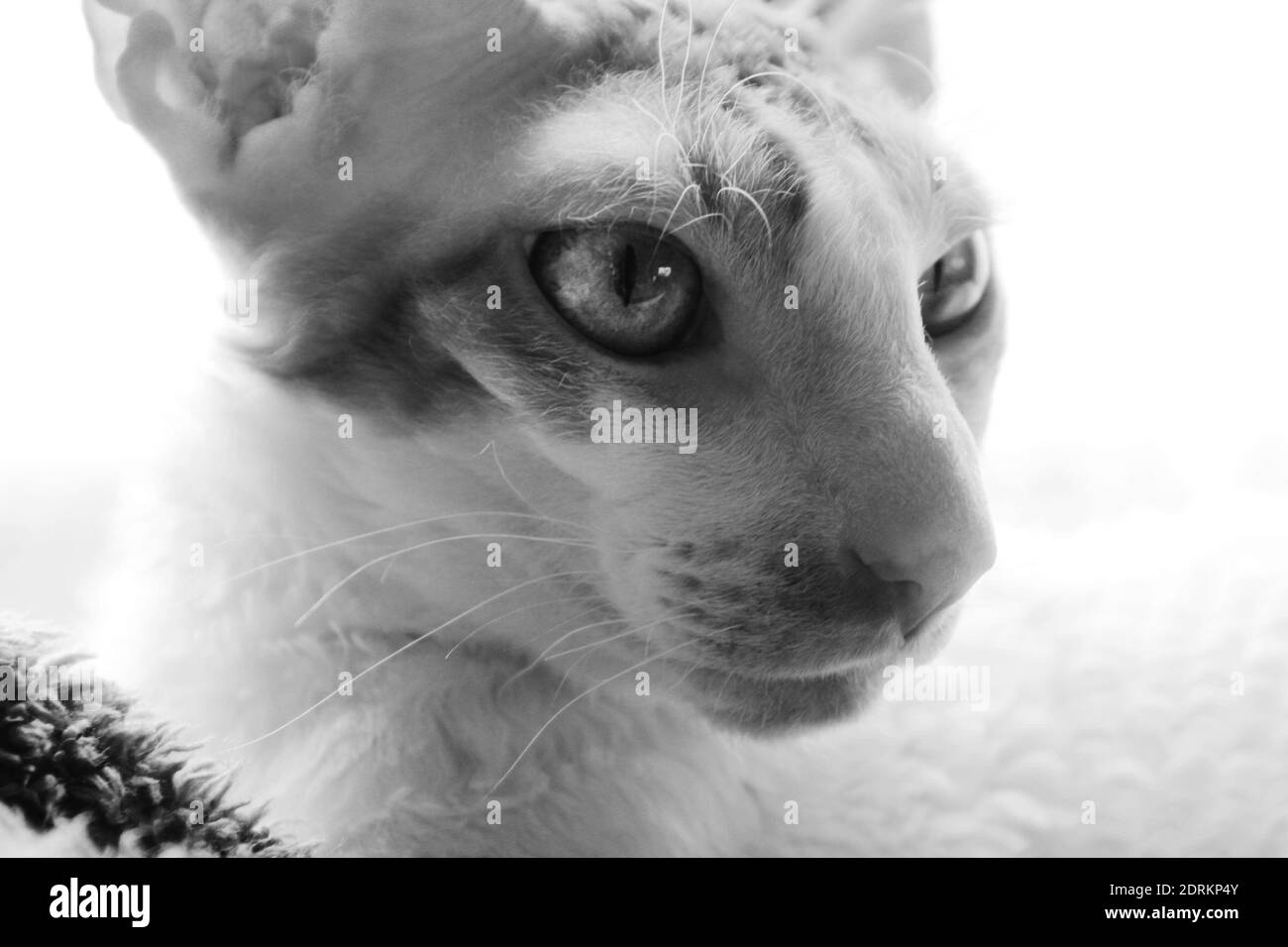 Black cornish rex cat hi-res stock photography and images - Alamy