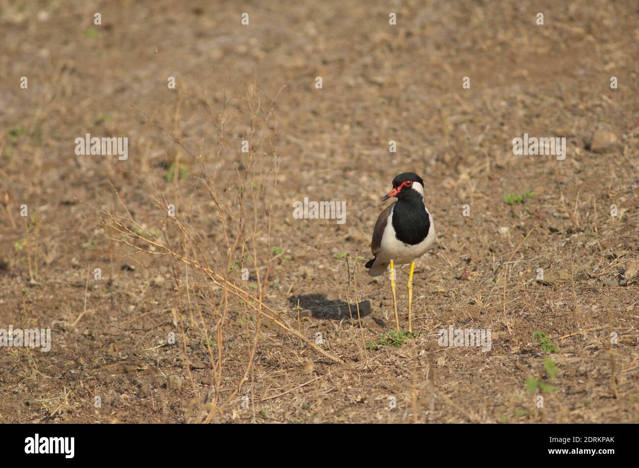 Red-wattled lapwing Vanellus indicus in the Hiran river, Sasan, Gir ...