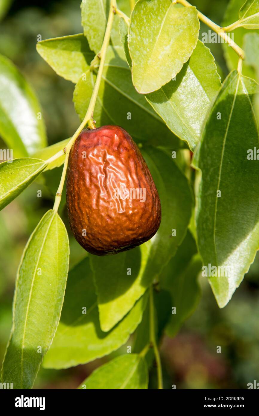 Jujuba fruits hi-res stock photography and images - Alamy