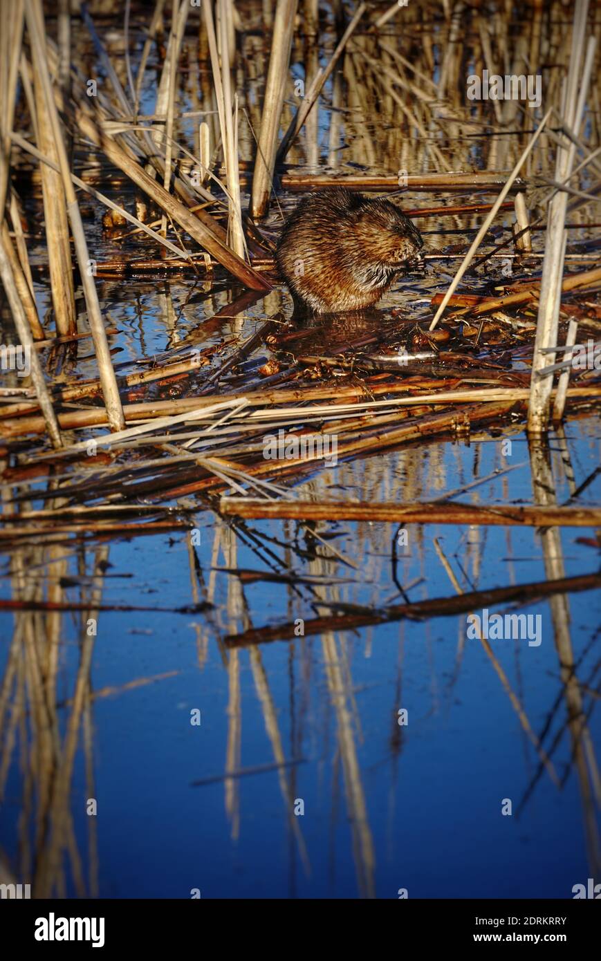 Muskrat family hi-res stock photography and images - Alamy