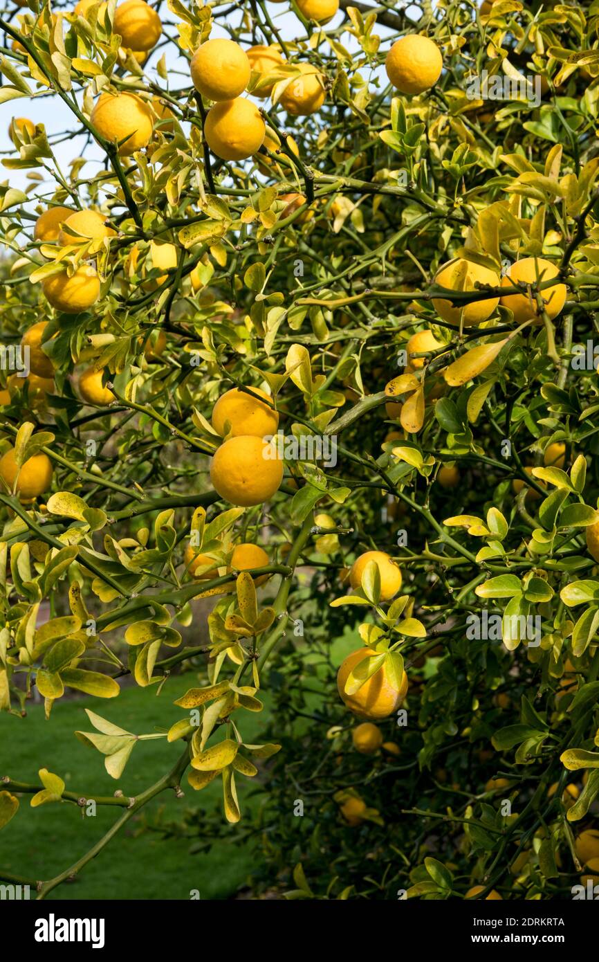 Hardy Orange Poncirus Trifoliata High Resolution Stock Photography and ...