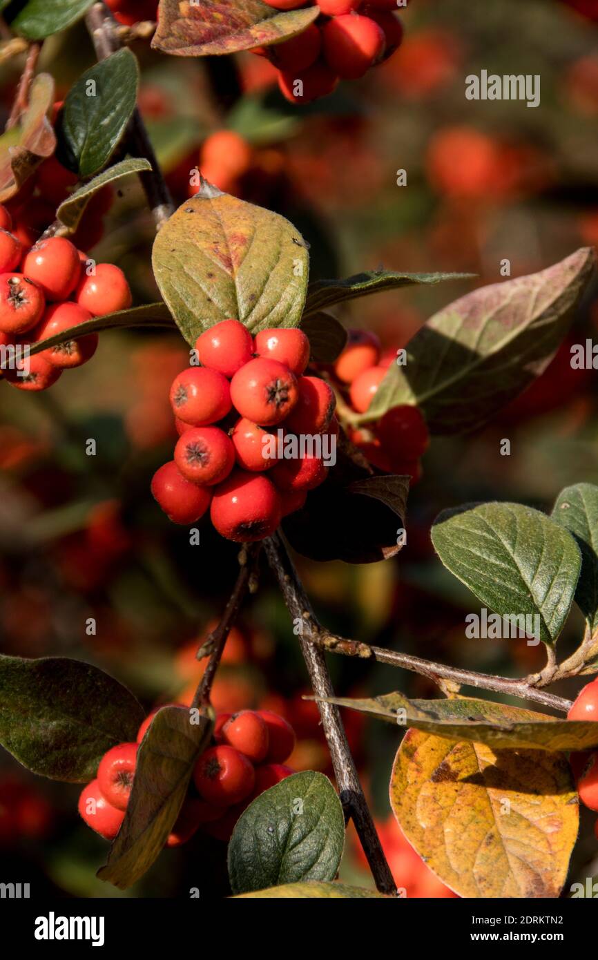 Evergreen cotoneaster shrub hi-res stock photography and images - Alamy
