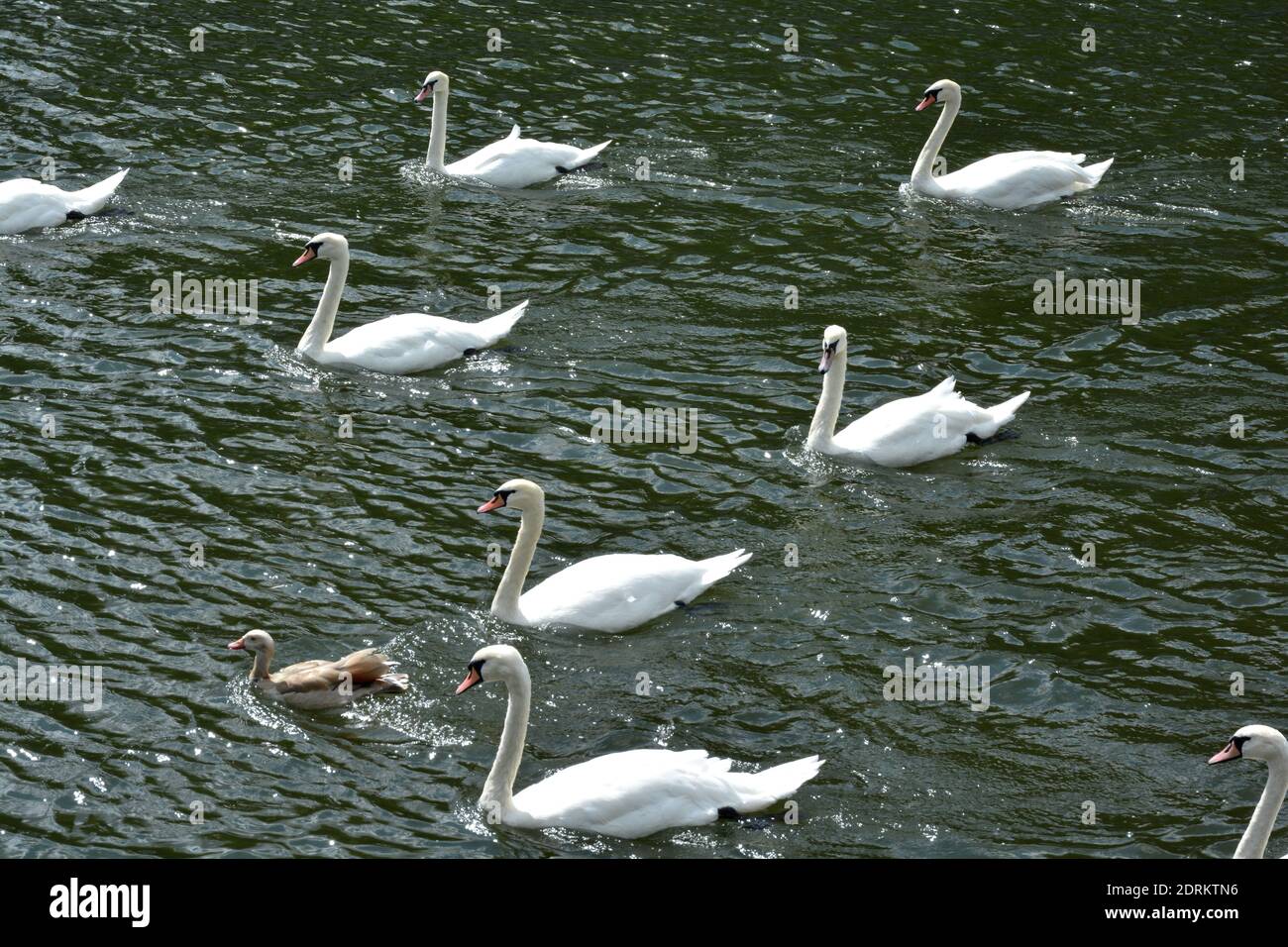 Nursing a bird hi-res stock photography and images - Alamy