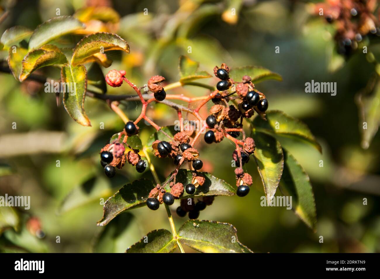 Zanthoxylum simulans hi-res stock photography and images - Alamy