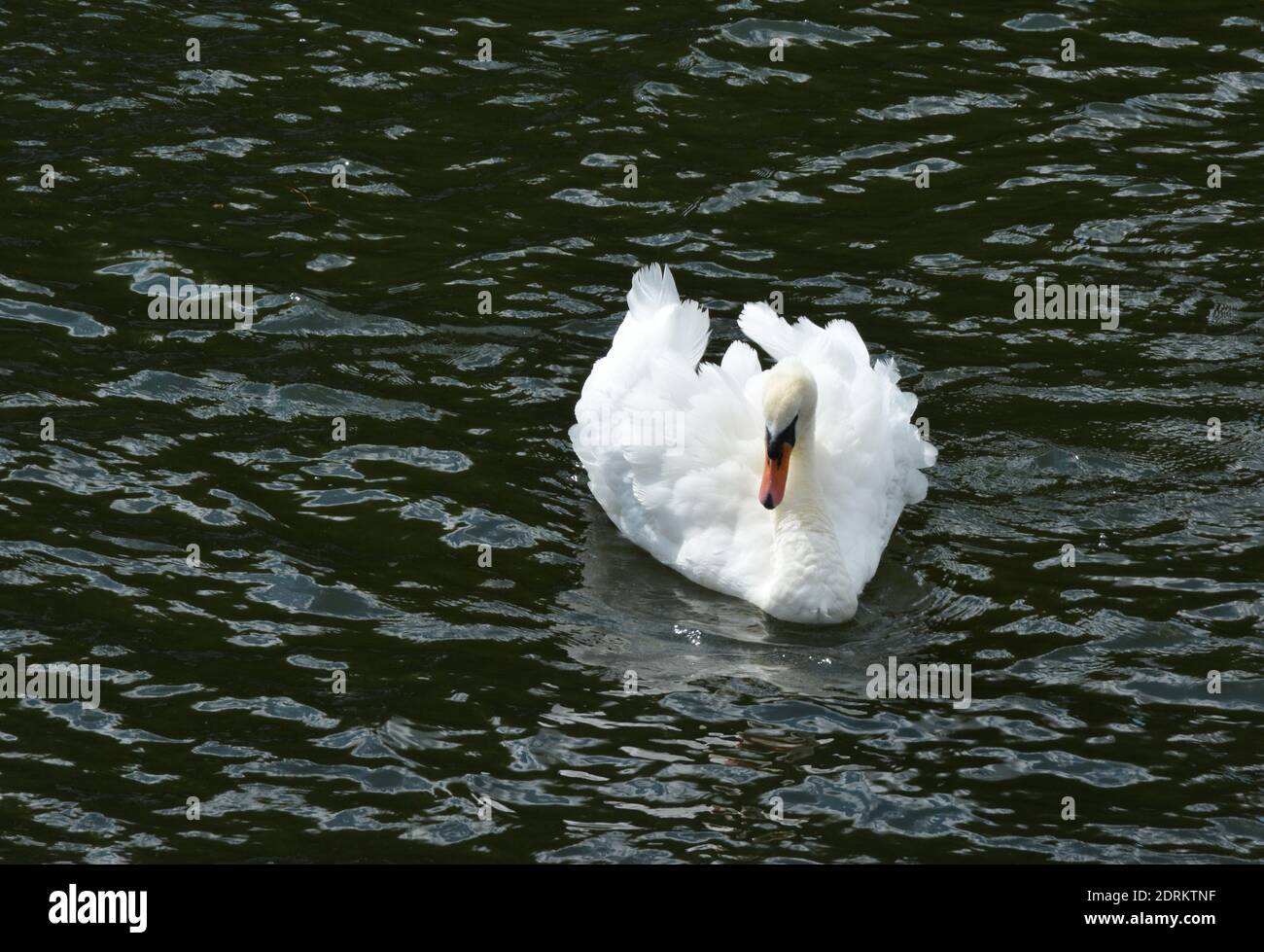 Cygnets birds hi-res stock photography and images - Alamy
