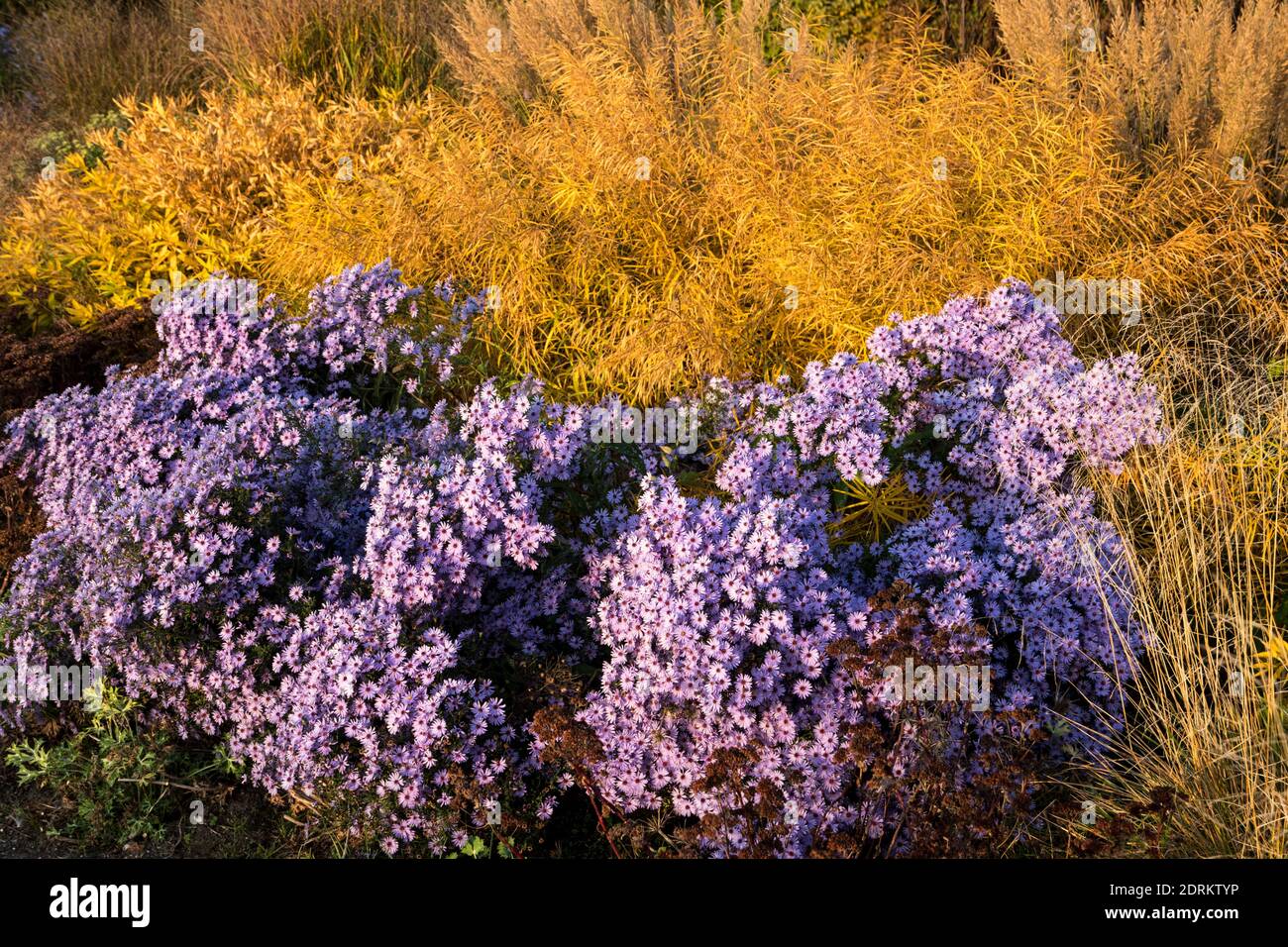 Aster Little Carlow High Resolution Stock Photography and Images - Alamy
