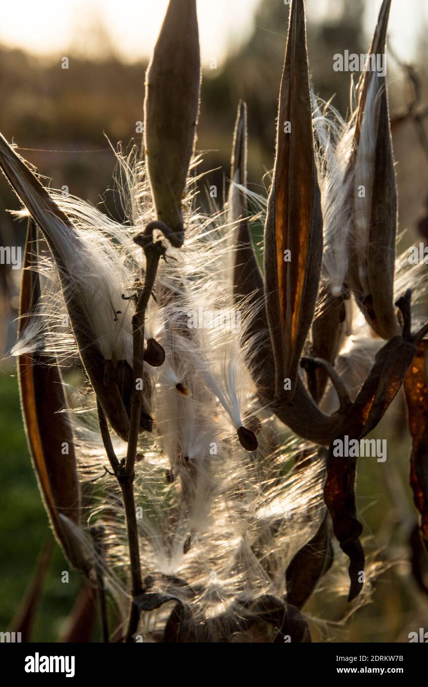 Seed pods of Asclepias tuberosa Stock Photo - Alamy