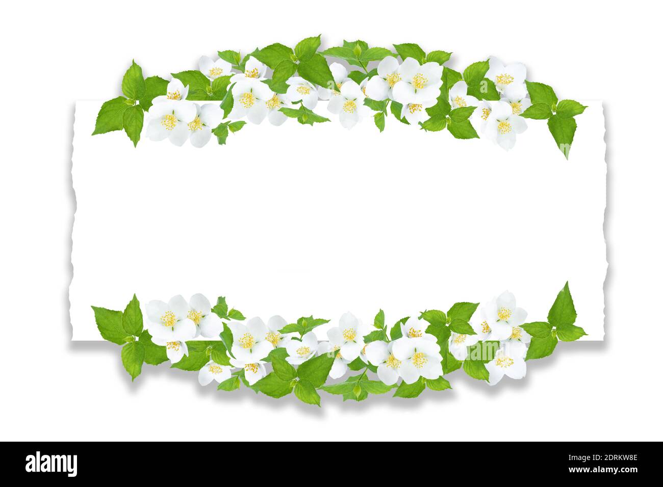 Frame with white jasmine flowers on a white background. Greeting cards ...