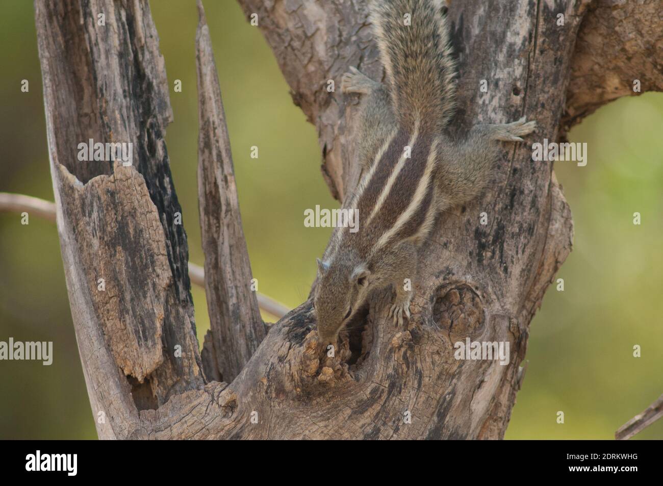 Indian palm squirrel Funambulus palmarum on a tree trunk. Sasan. Gir ...