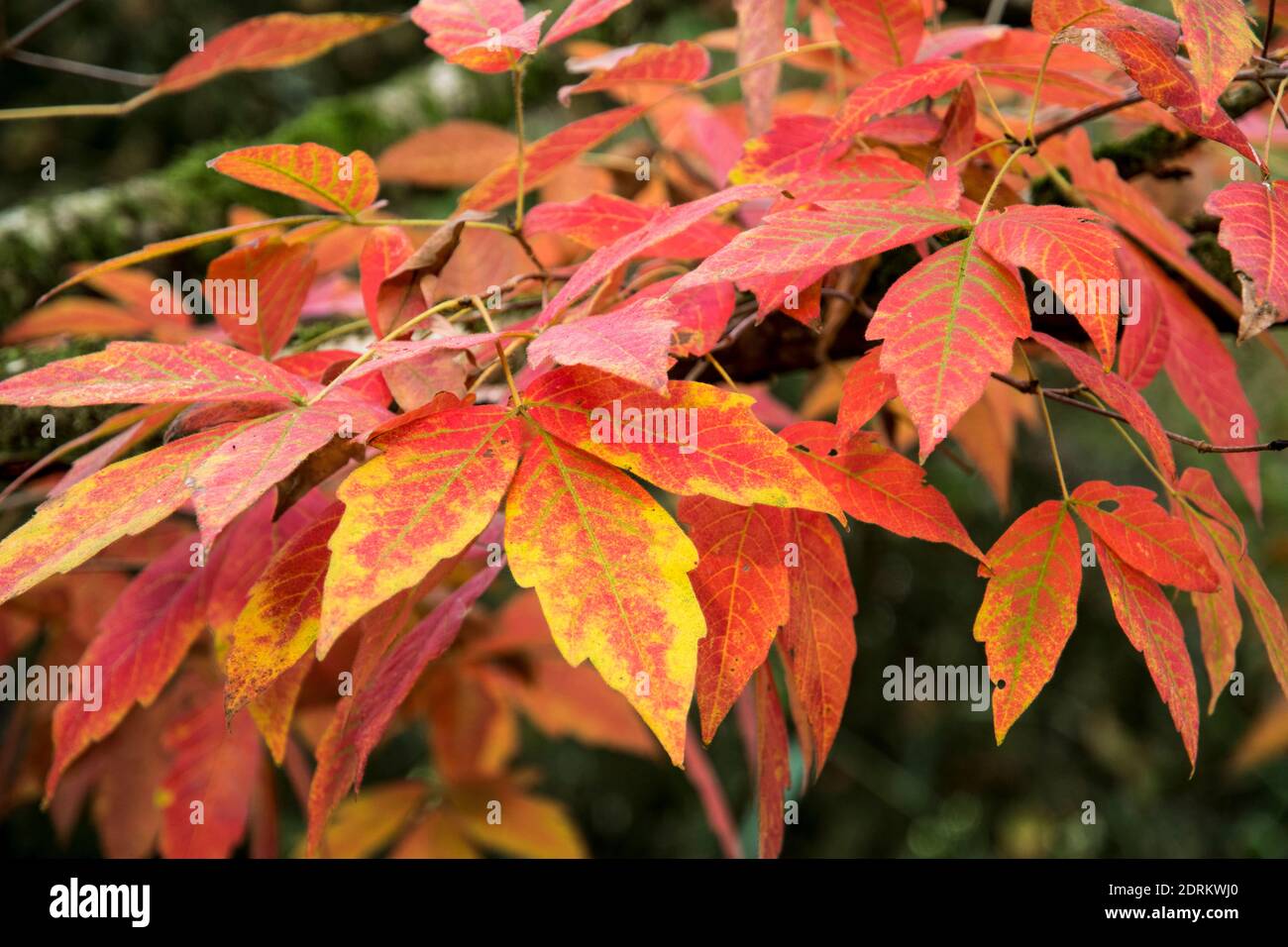 Acer triflorum - three-flowered maple Stock Photo - Alamy