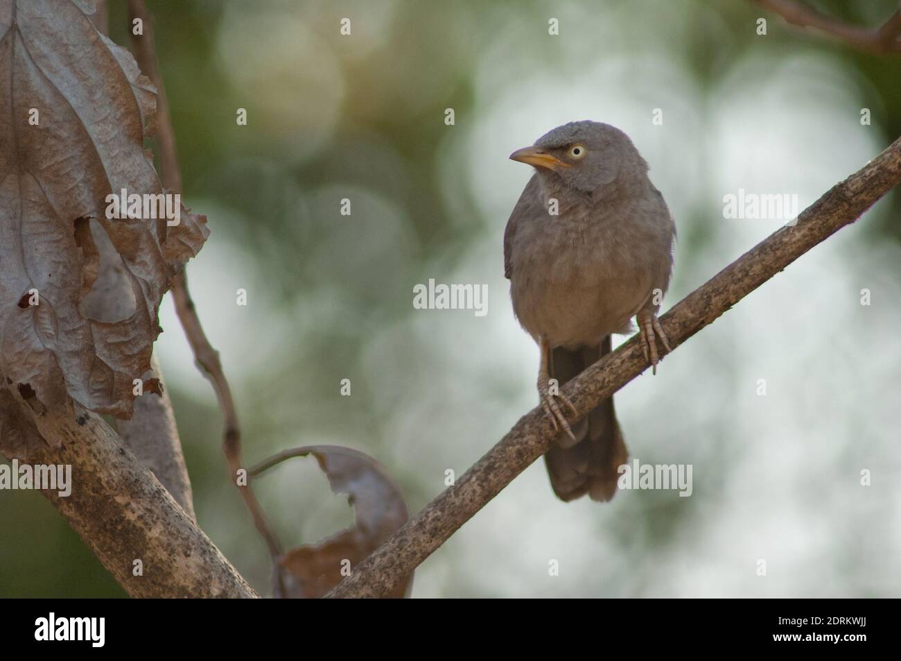 Jungle babbler Turdoides striatus on a branch. Sasan. Gir Sanctuary ...