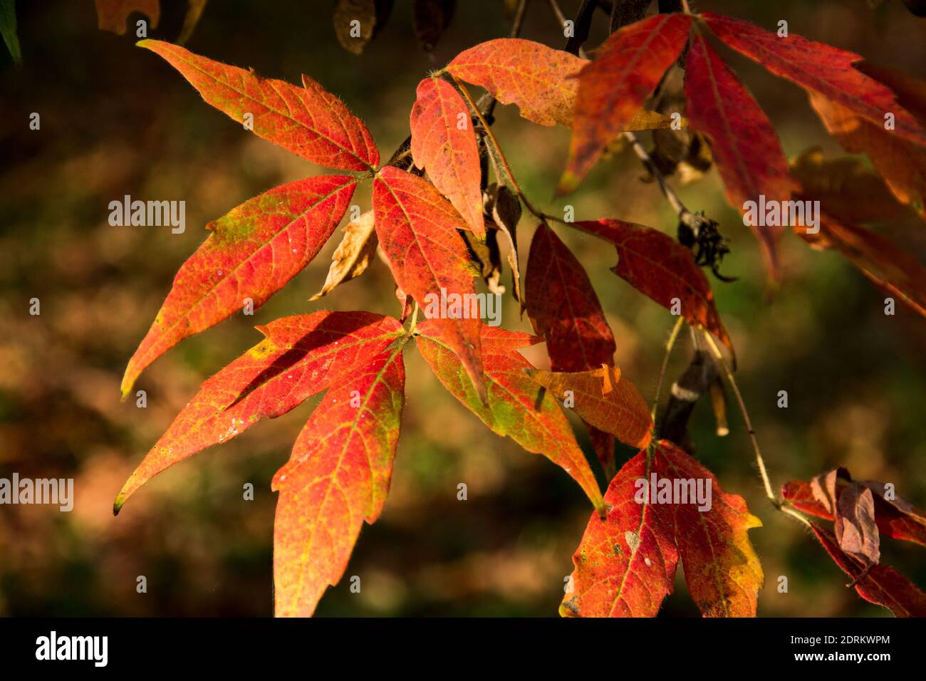 Acer triflorum - three-flowered maple Stock Photo - Alamy
