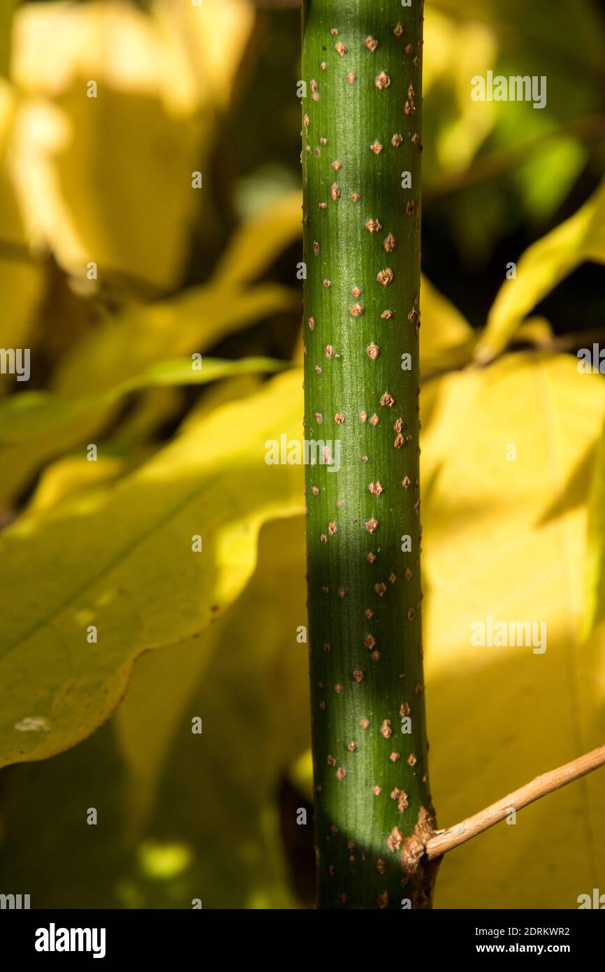 Sassafras hi-res stock photography and images - Alamy