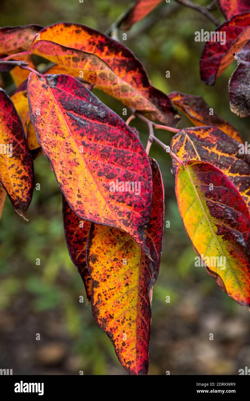 Neoshirakia japonica (Euphorbiaceae Stock Photo - Alamy