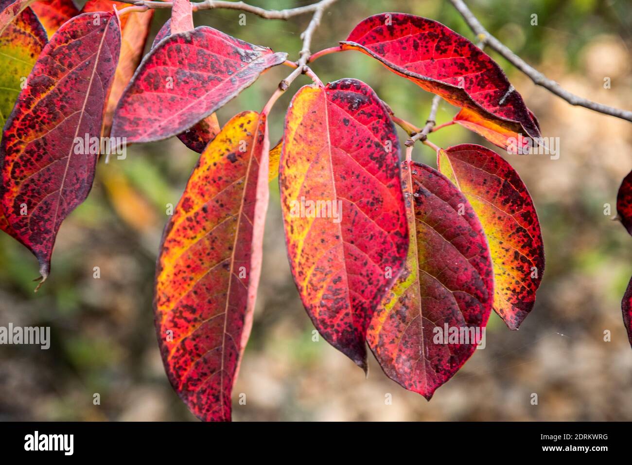Autumn leaves of the shrub Neoshirakia japonica (Euphorbiaceae Stock ...