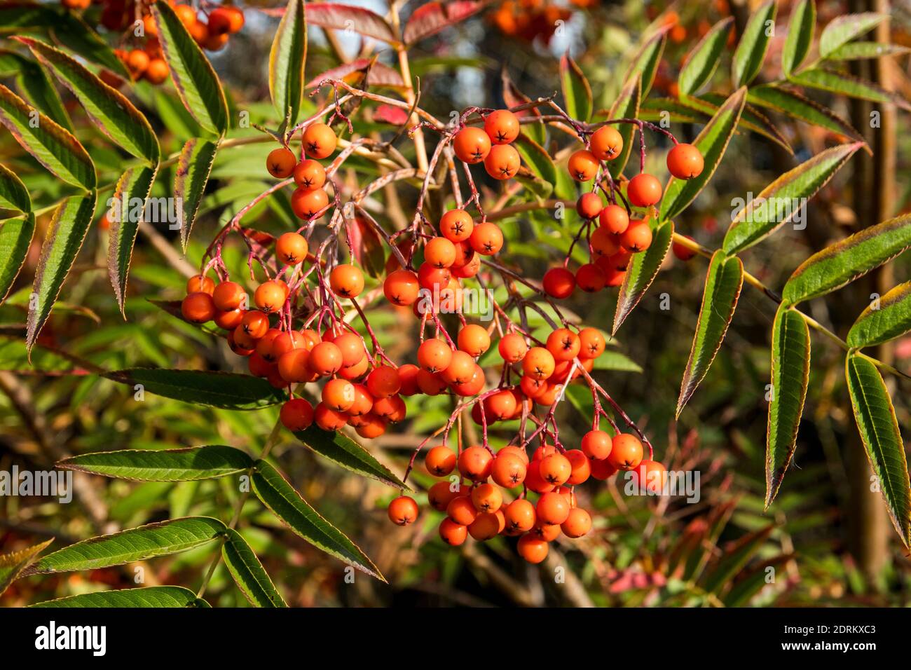 Sorbus commixta hi-res stock photography and images - Alamy