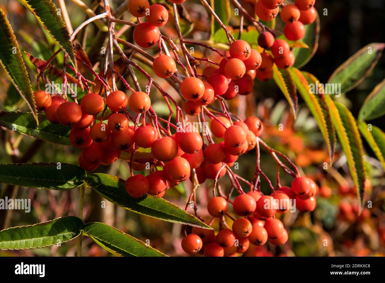 Sorbus Commixta Berries High Resolution Stock Photography and Images ...