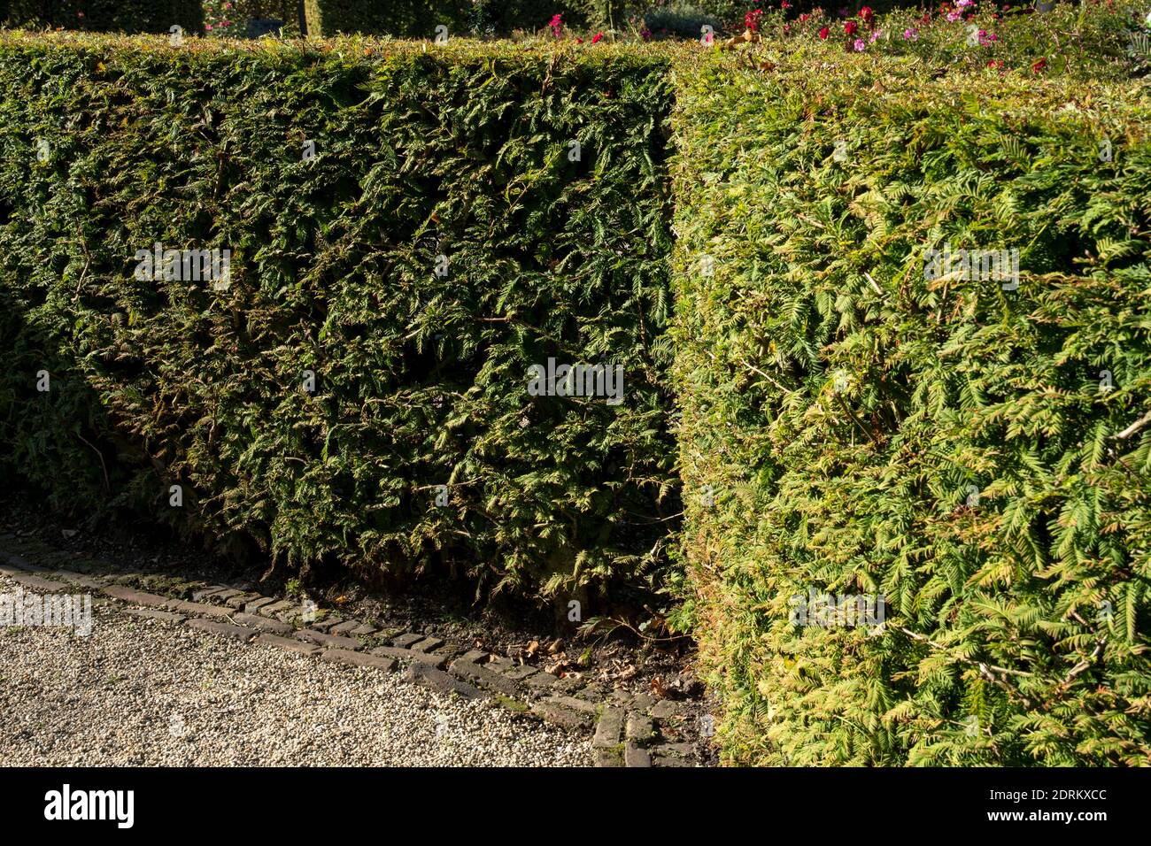 Yew taxus baccata hedge hi-res stock photography and images - Alamy