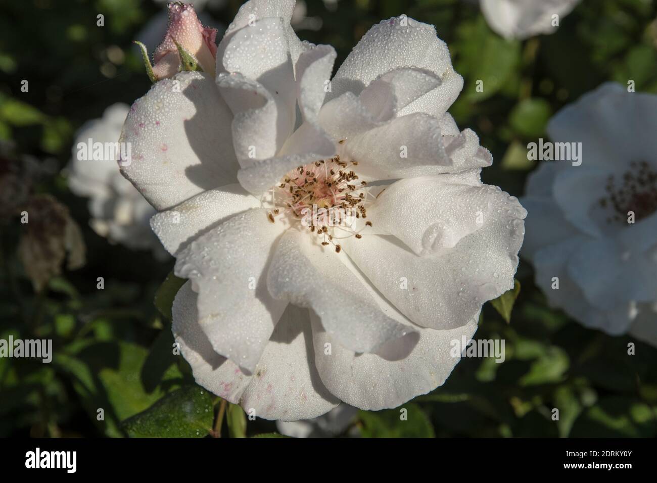 Rosa 'Grand Nord' Stock Photo - Alamy