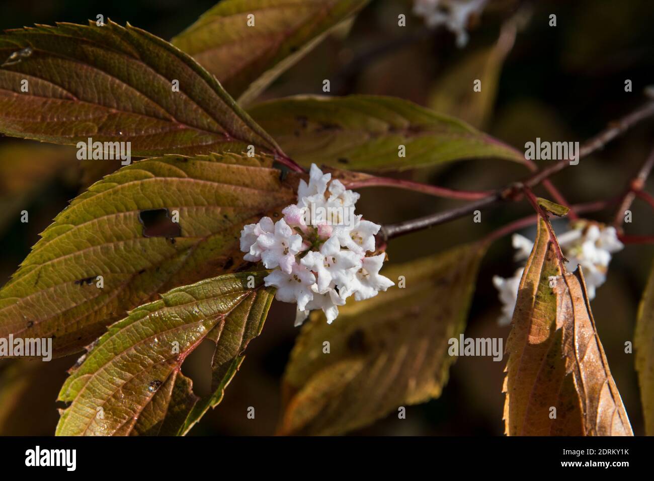 Fragrant viburnum viburnum farreri hi-res stock photography and images ...