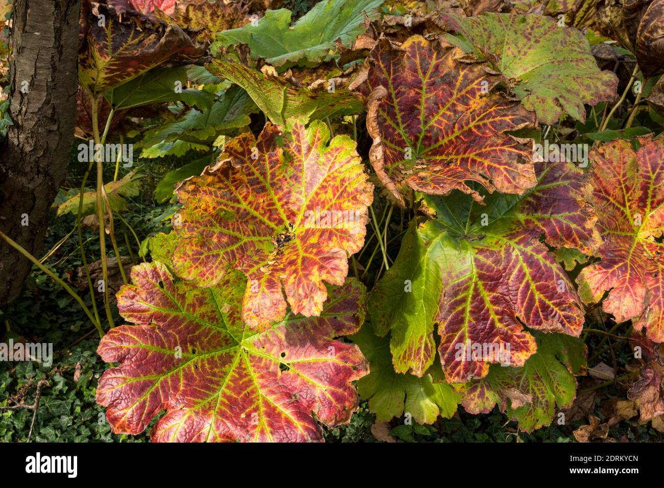 Peltiphyllum peltata darmera hi-res stock photography and images - Alamy