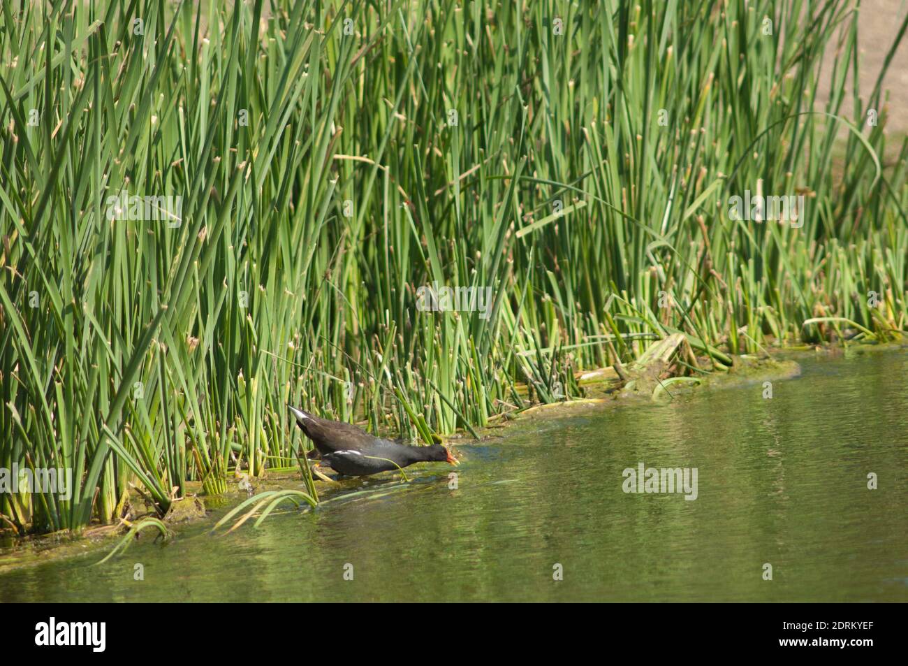 Common moorhen Gallinula chloropus feeding in the Hiran river. Sasan ...