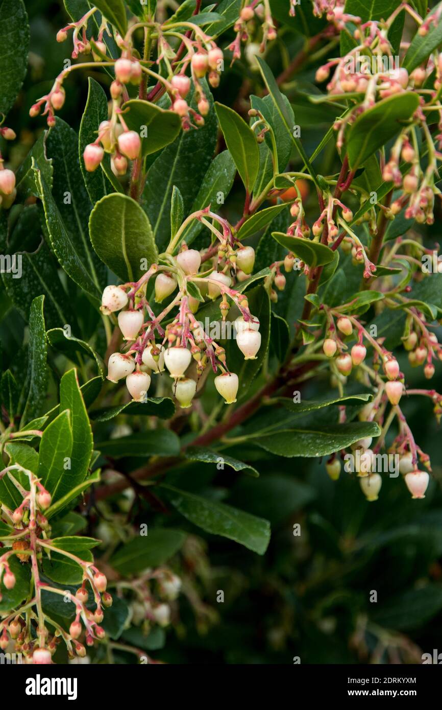 Arbutus unedo or strawberry tree Stock Photo - Alamy