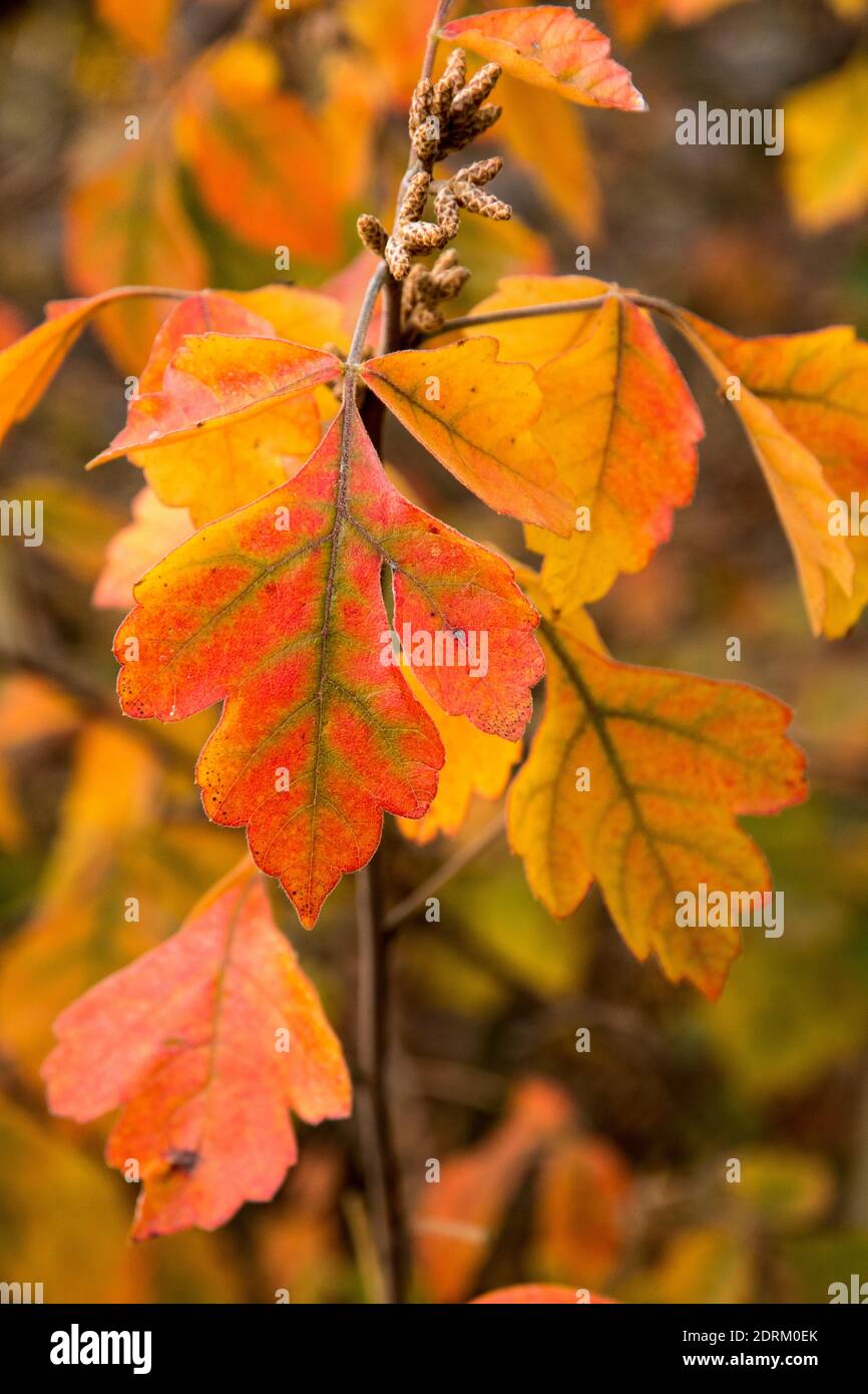 Fragrant sumac hi-res stock photography and images - Alamy