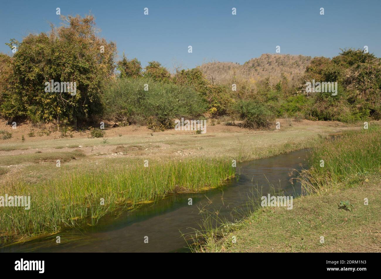 Hiran hi-res stock photography and images - Alamy