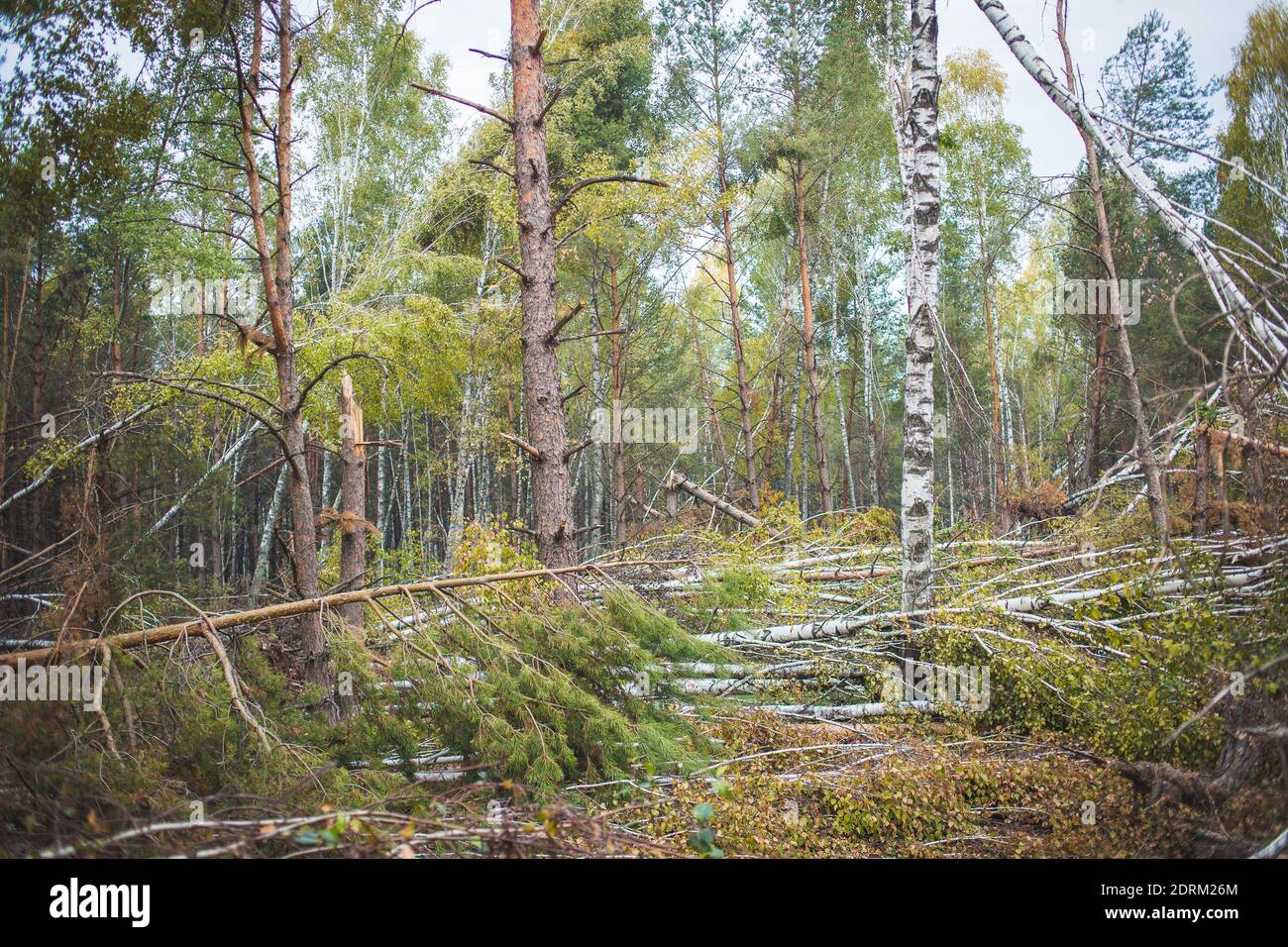 Windbreak tree hi-res stock photography and images - Alamy