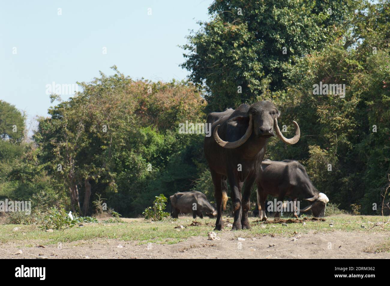 Domestic buffalo gujarat india hi-res stock photography and images - Alamy