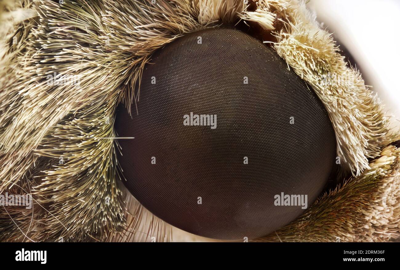 Macro Photography of Compound of Eye of Oleander Hawk-Moth or Army ...