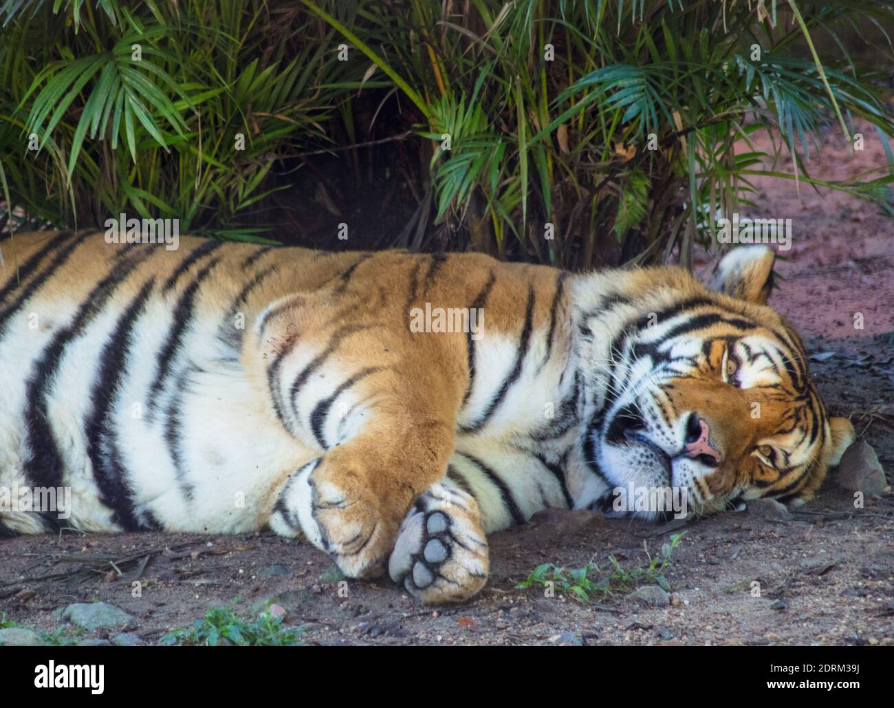 A tiger sleeping in nature Stock Photo - Alamy