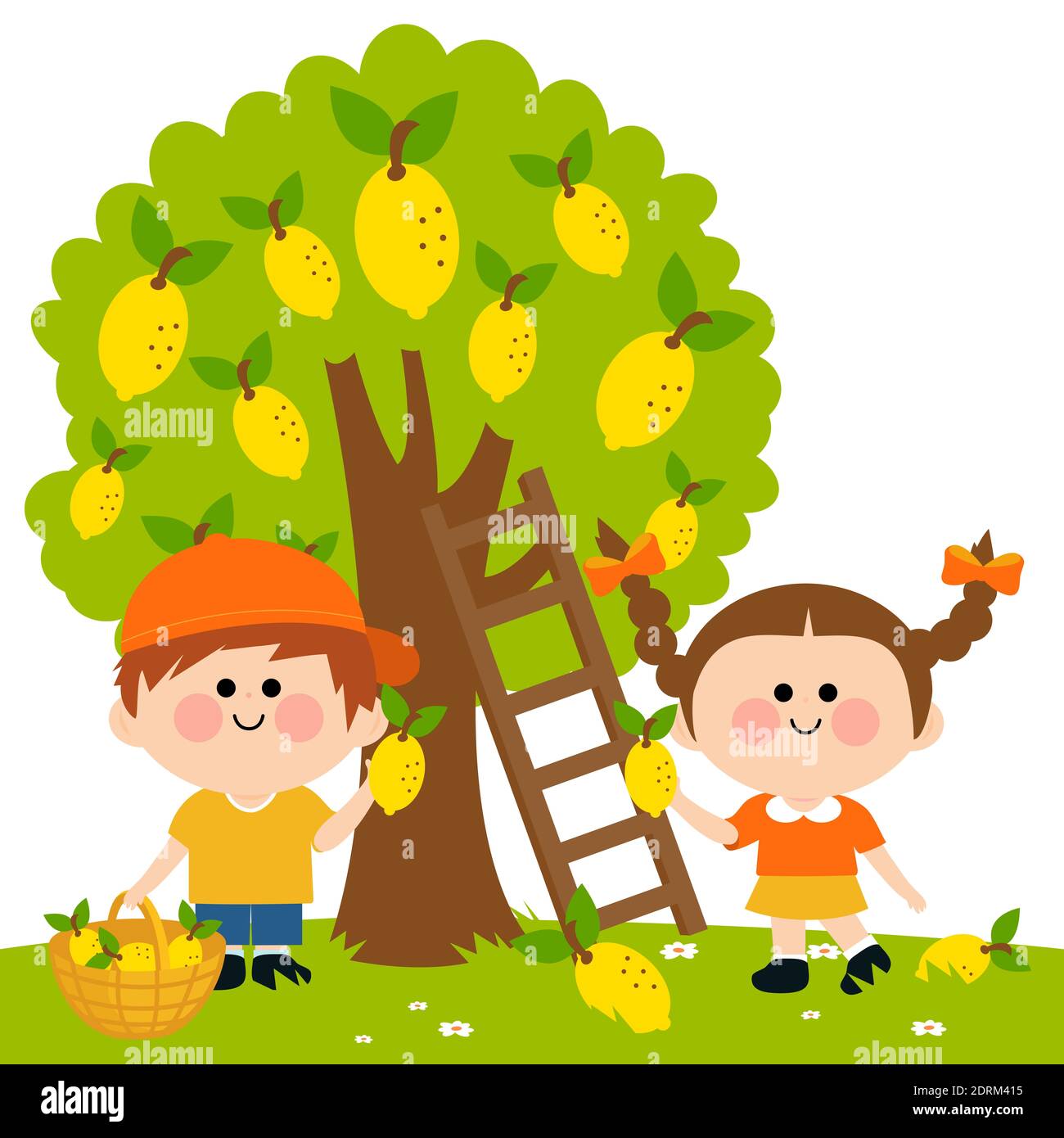 Farmer picking lemons hi-res stock photography and images - Alamy