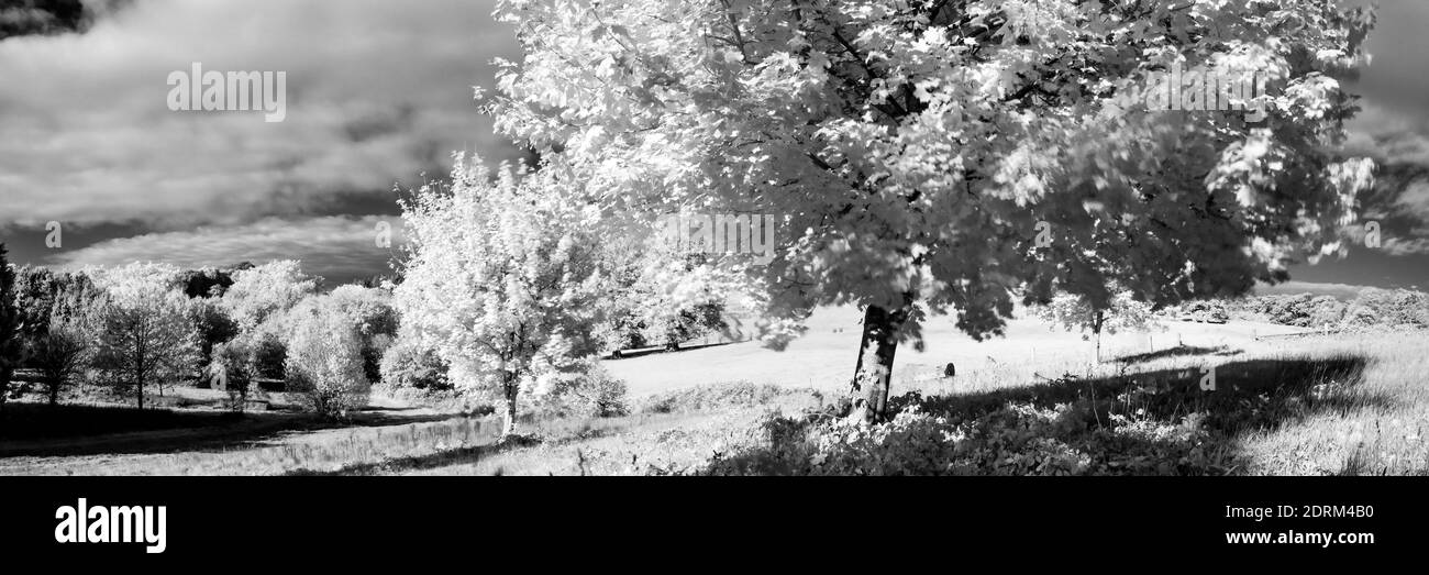 Black and white of tree in woodland Stock Photo - Alamy