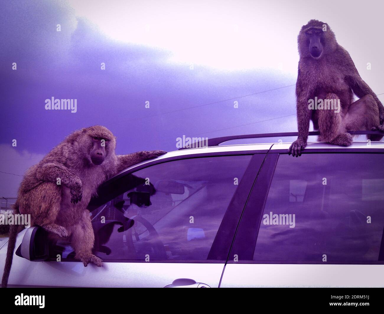 Monkeys car hi-res stock photography and images - Alamy