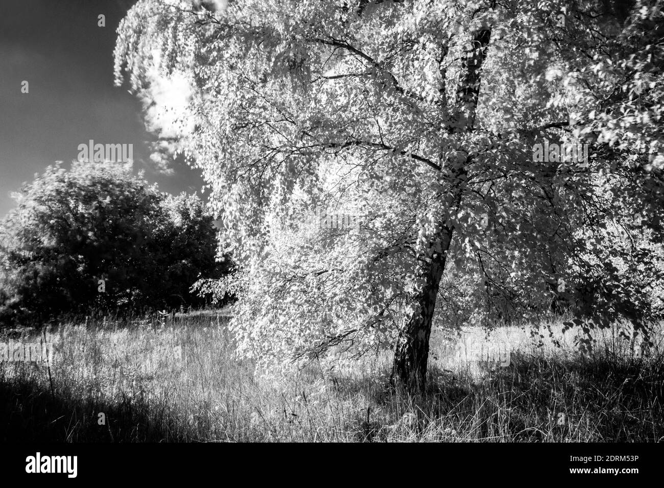 Black and white of tree in woodland Stock Photo - Alamy