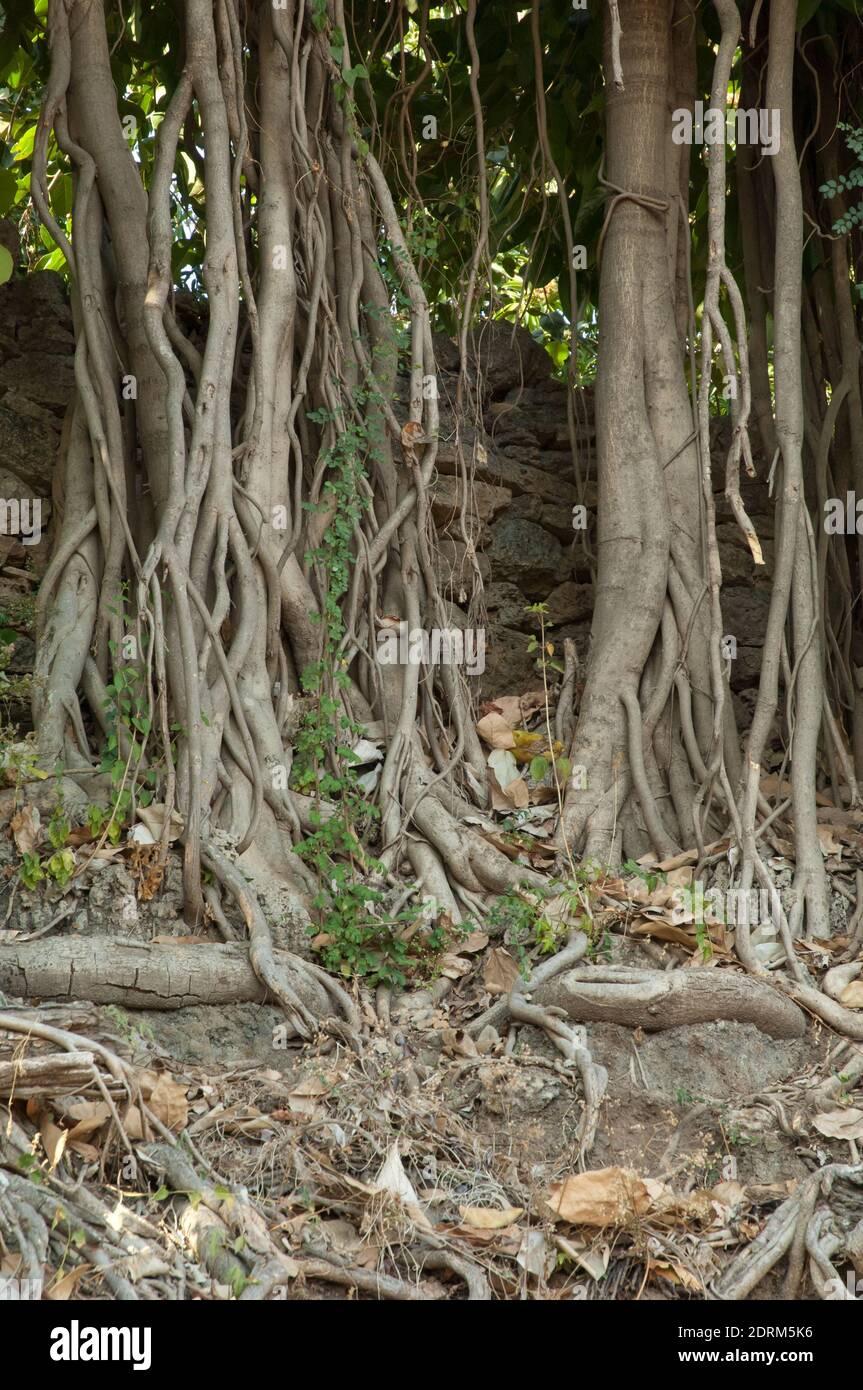 Plants of figs of india hi-res stock photography and images - Alamy