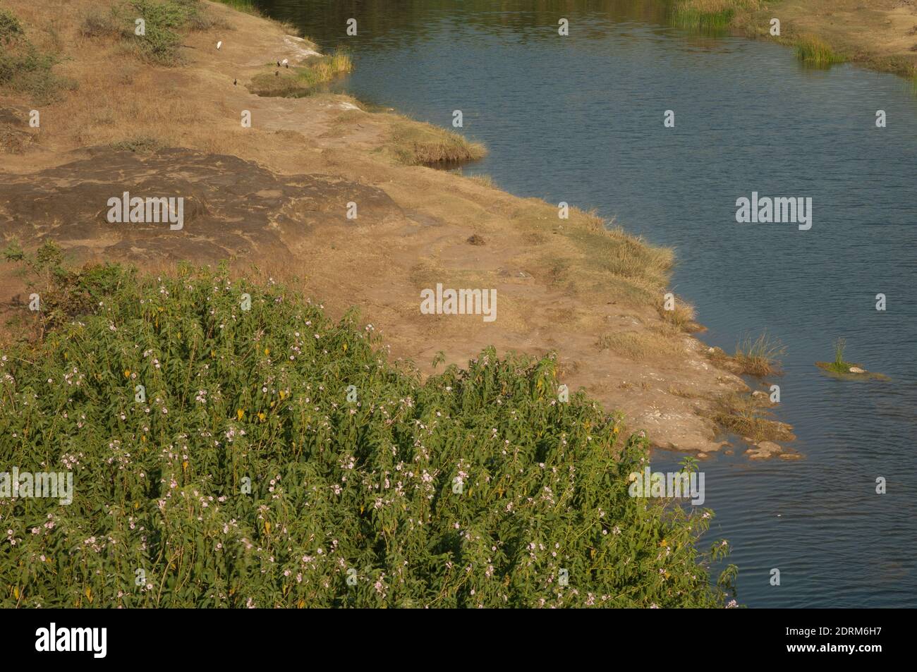 Hiran hi-res stock photography and images - Alamy