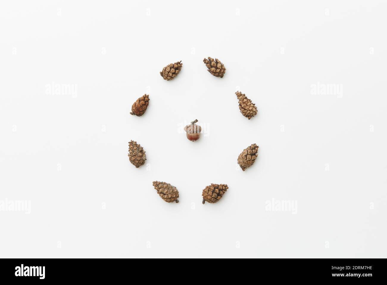 Acorn in circle of cones Stock Photo - Alamy