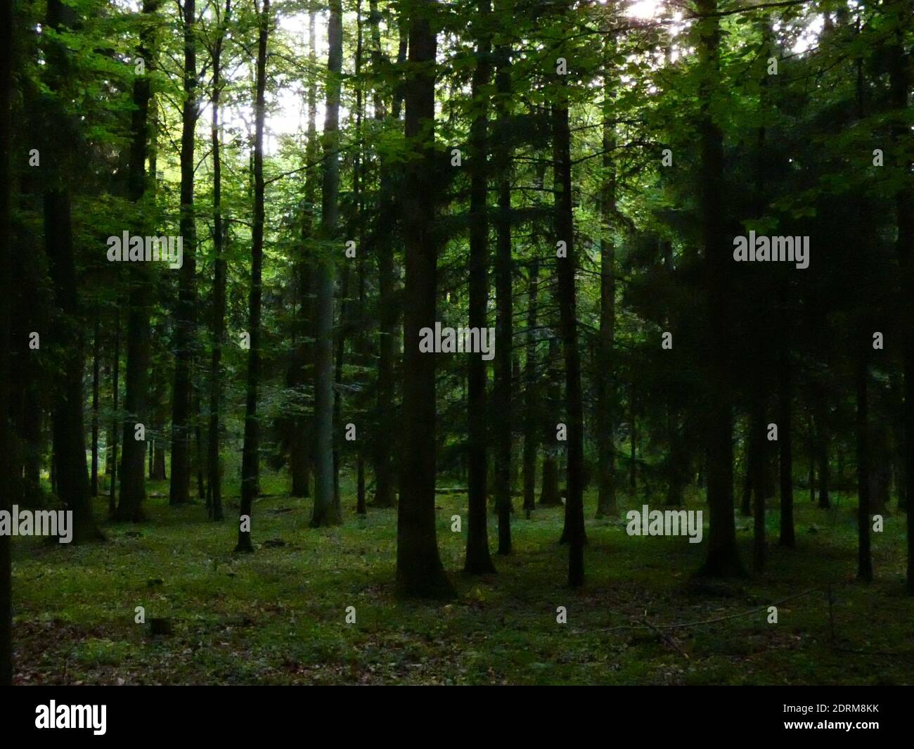 Trees Growing In Forest Stock Photo - Alamy