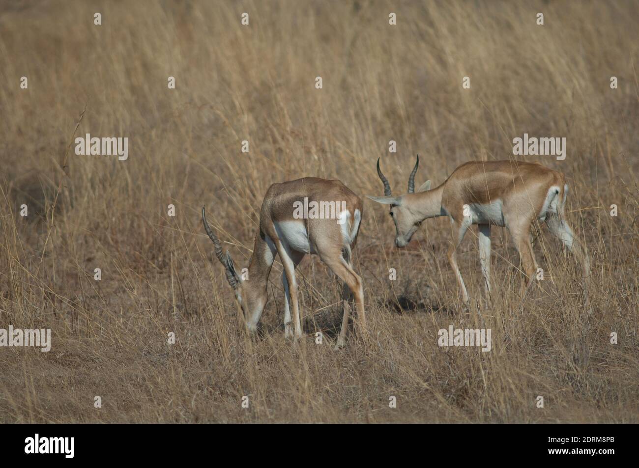 Males blackbuck Antilope cervicapra in Devalia. Gir Sanctuary. Gujarat ...
