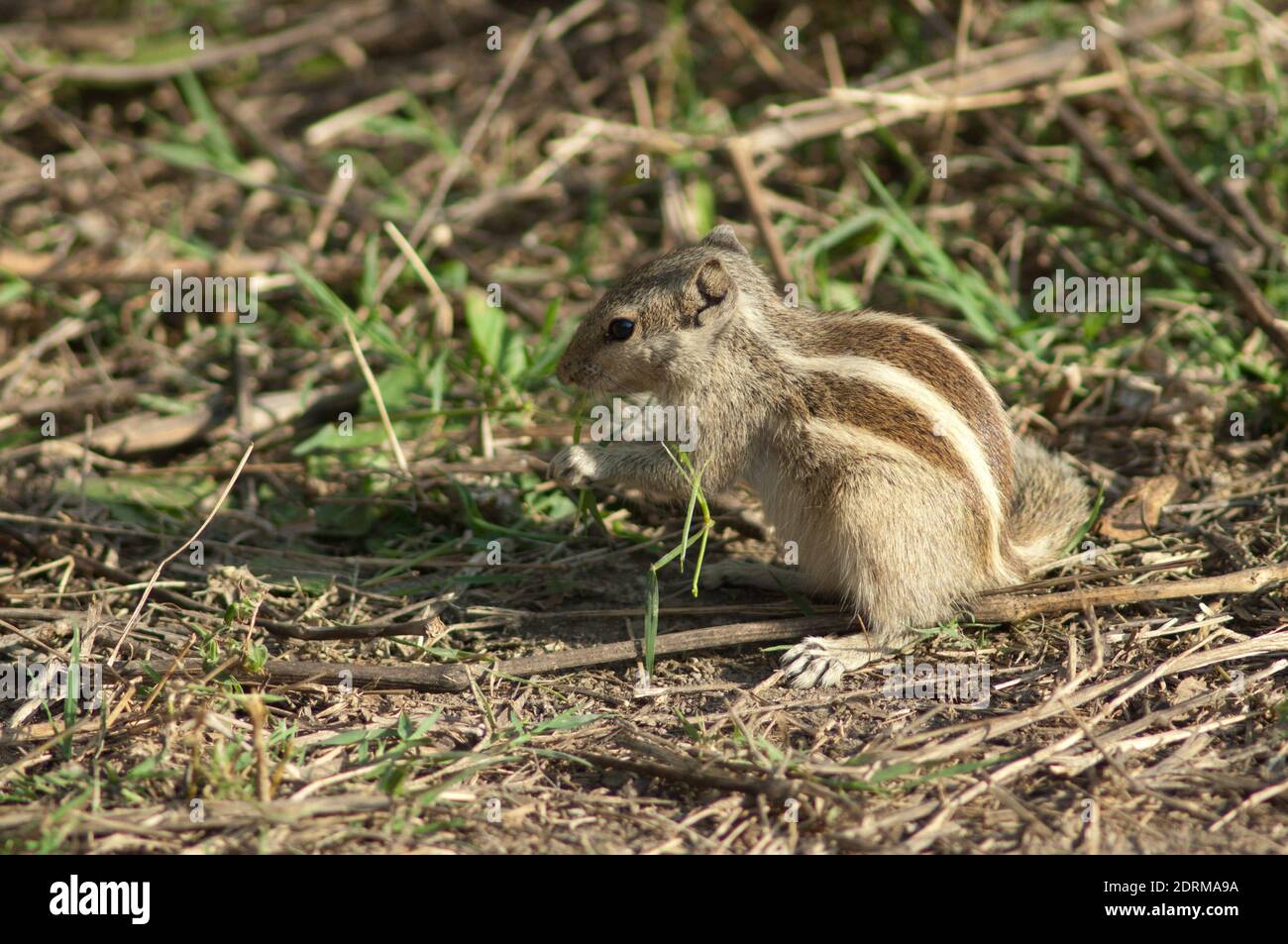 Indian palm squirrel Funambulus palmarum eating. Keoladeo Ghana ...