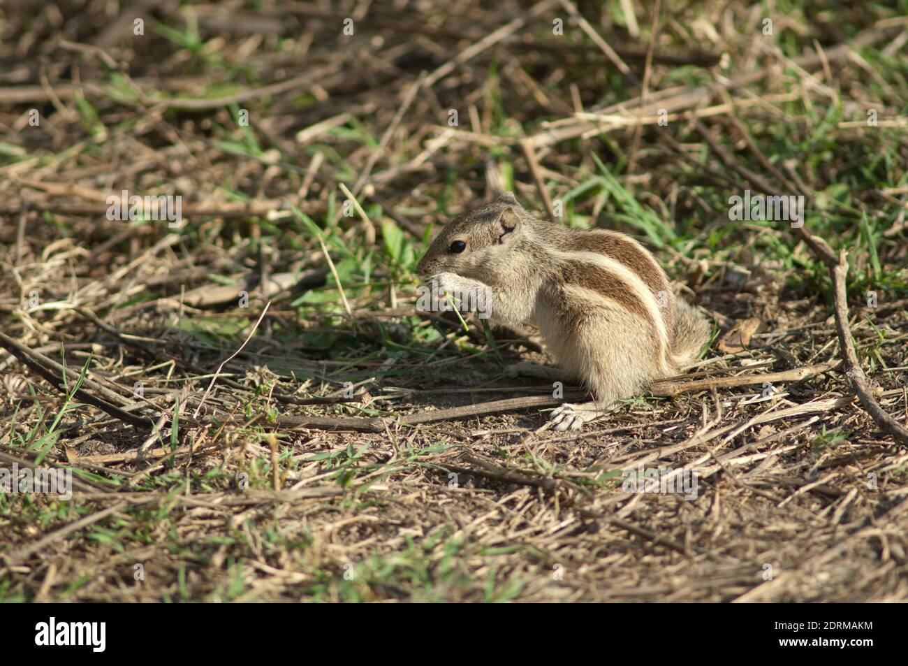 Indian palm squirrel Funambulus palmarum eating. Keoladeo Ghana ...