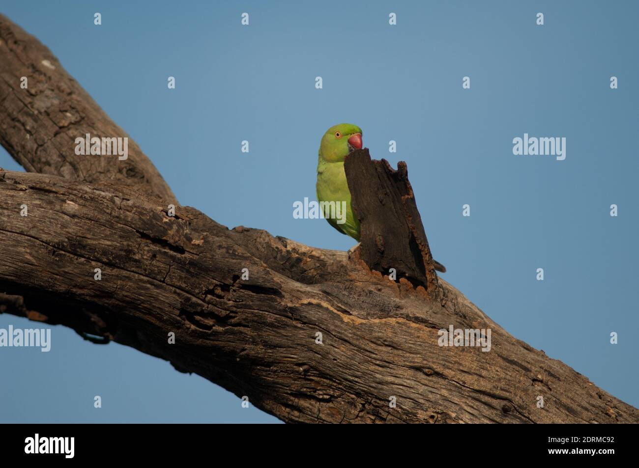 Female rose-ringed parakeet Psittacula krameri. Keoladeo Ghana National ...