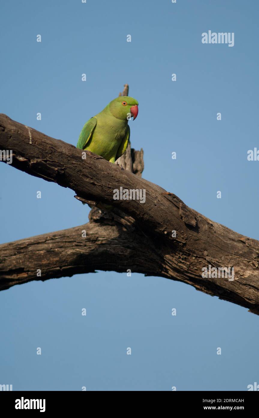 Female rose-ringed parakeet Psittacula krameri. Keoladeo Ghana National ...