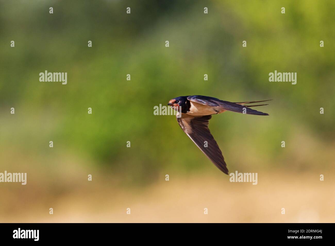 barn swallow flies over the field , birds and wildlife Stock Photo - Alamy