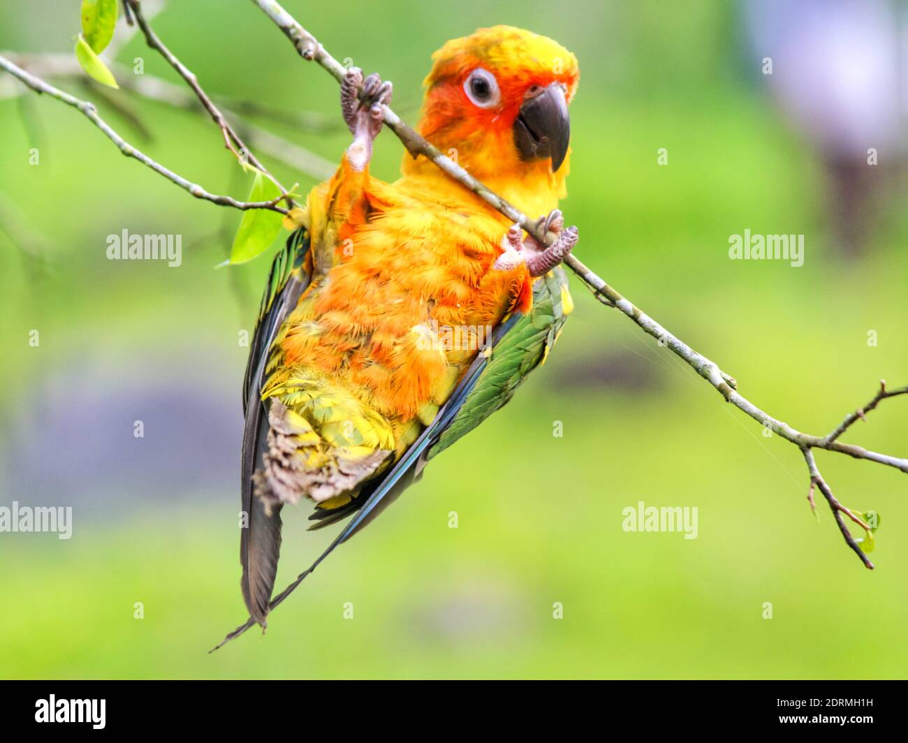 Parrot nose hi-res stock photography and images - Alamy