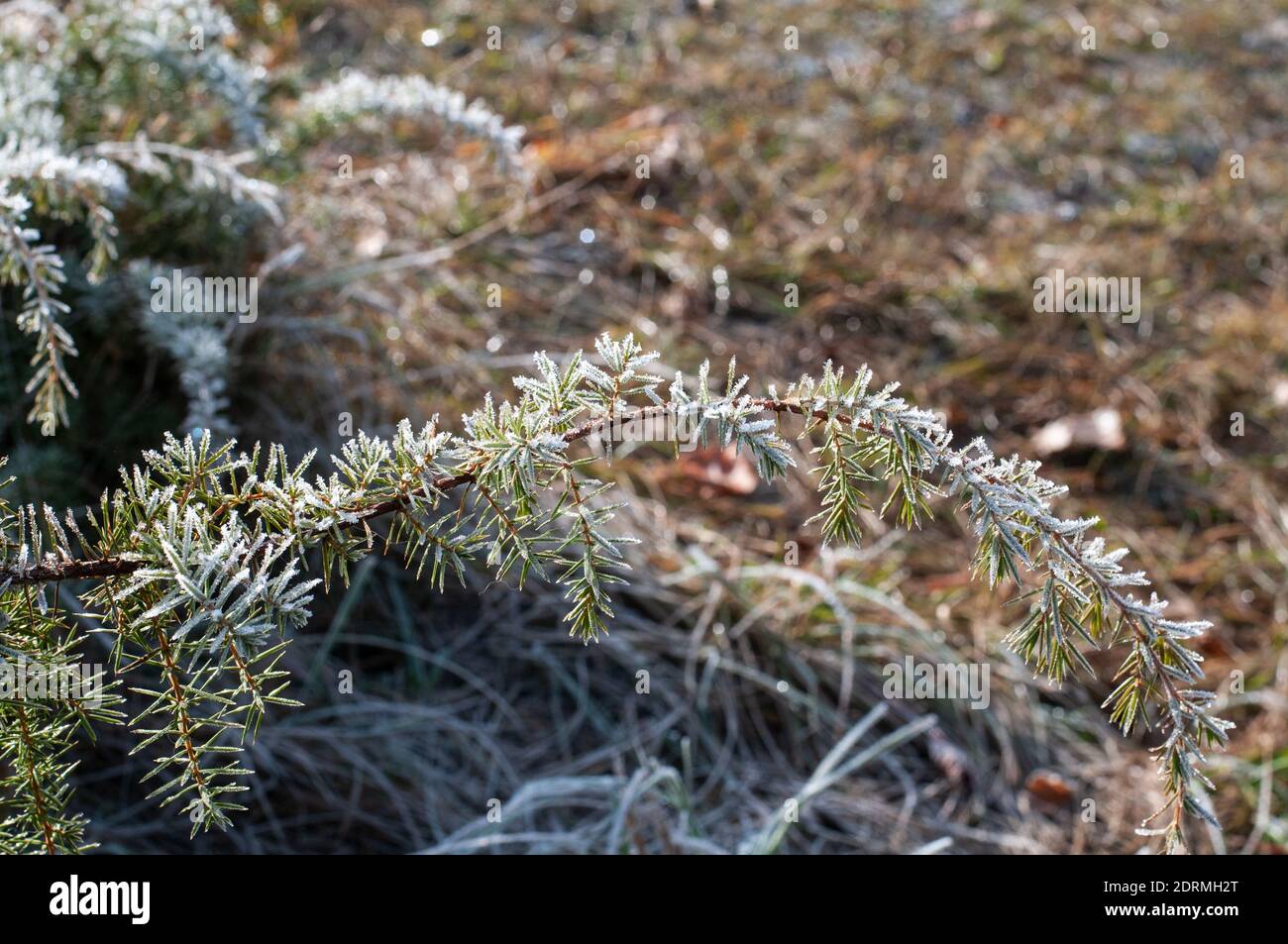 Green juniper sunlight close hi-res stock photography and images - Alamy