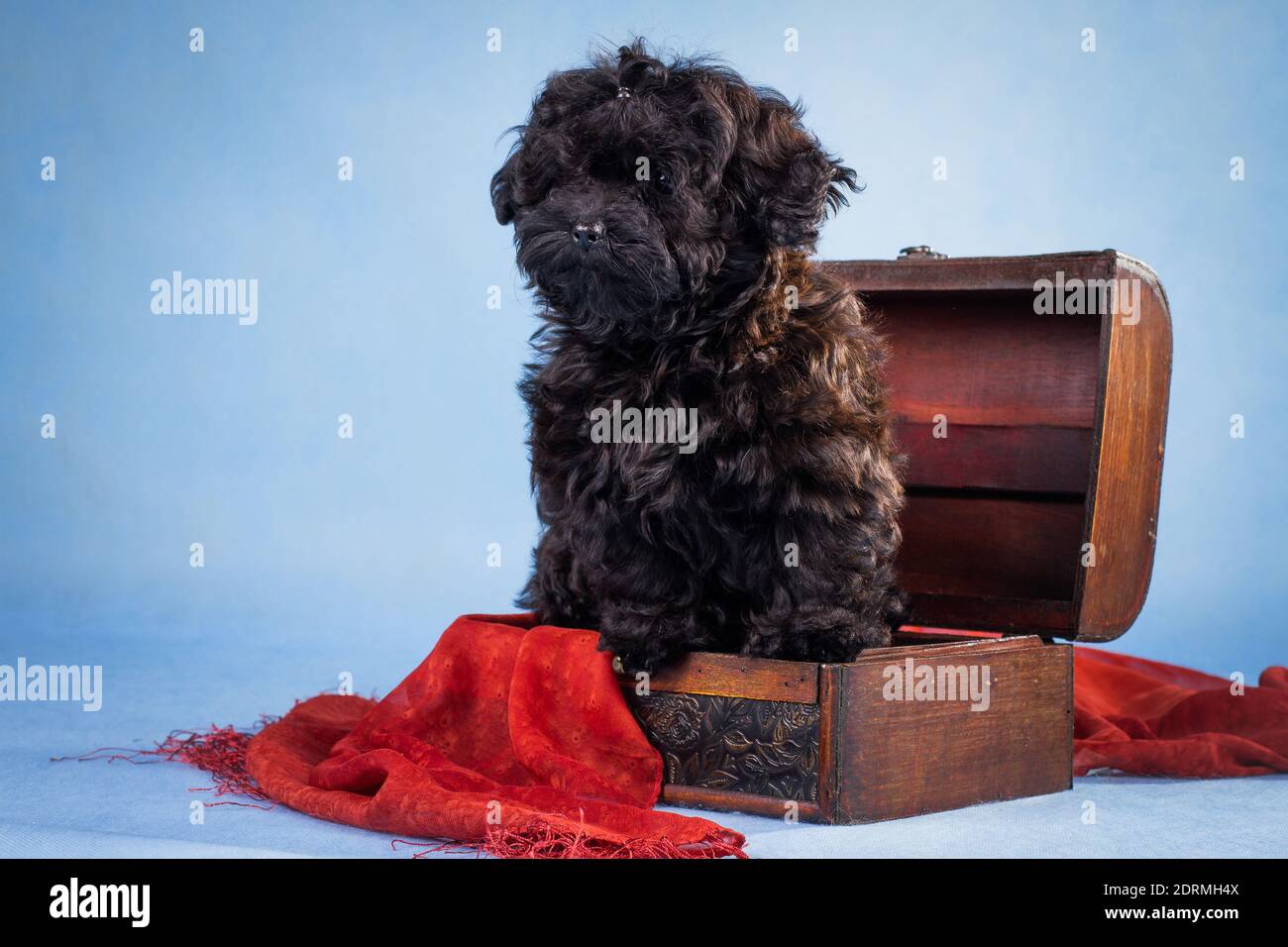 Black puppy of a dog of the Russian colored lapdog breed in a box on a ...